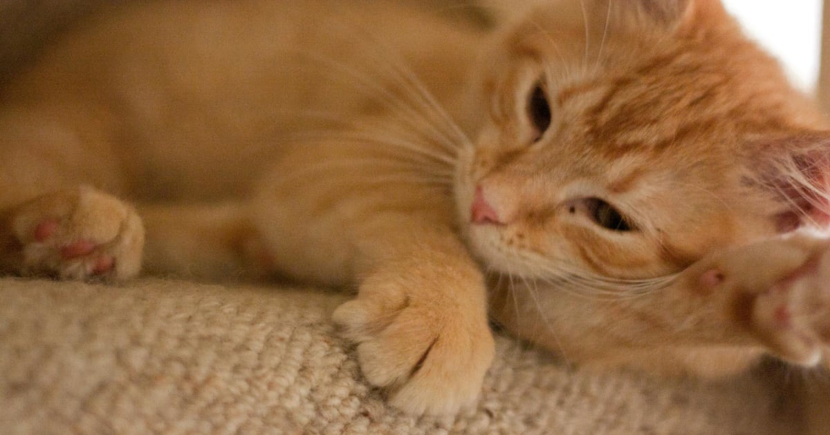 Unrelenting Fever | Top 5 Subtle Changes That Could Indicate FIP in Cats