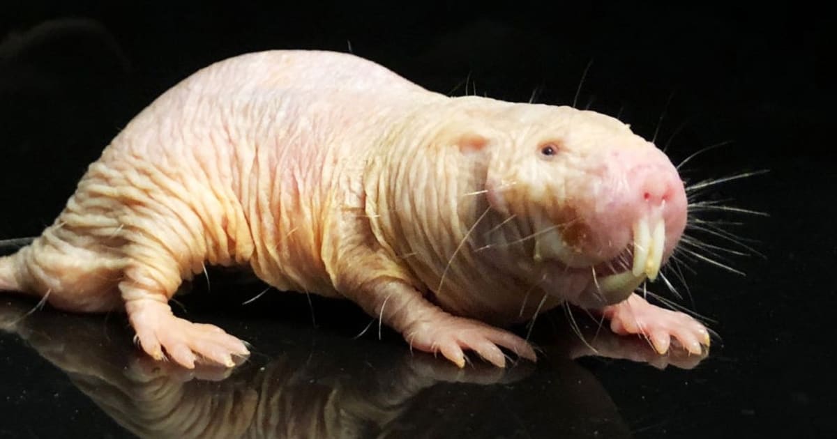 Naked mole-rat | 50 of the World's Ugliest Animals