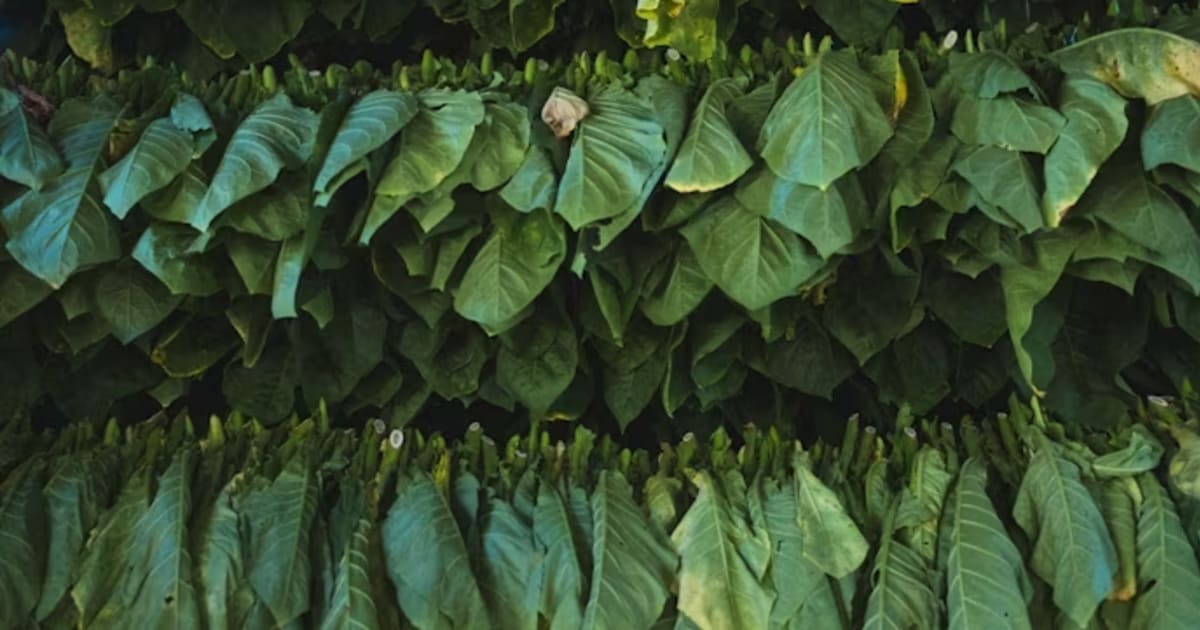 3. Packaging Makes a Big Difference | 4 Facts About Fronto (Grabba) You ...