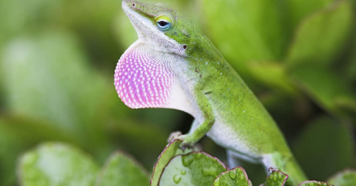 Anoles | The Best House Pets (50+ Options For Every Family)