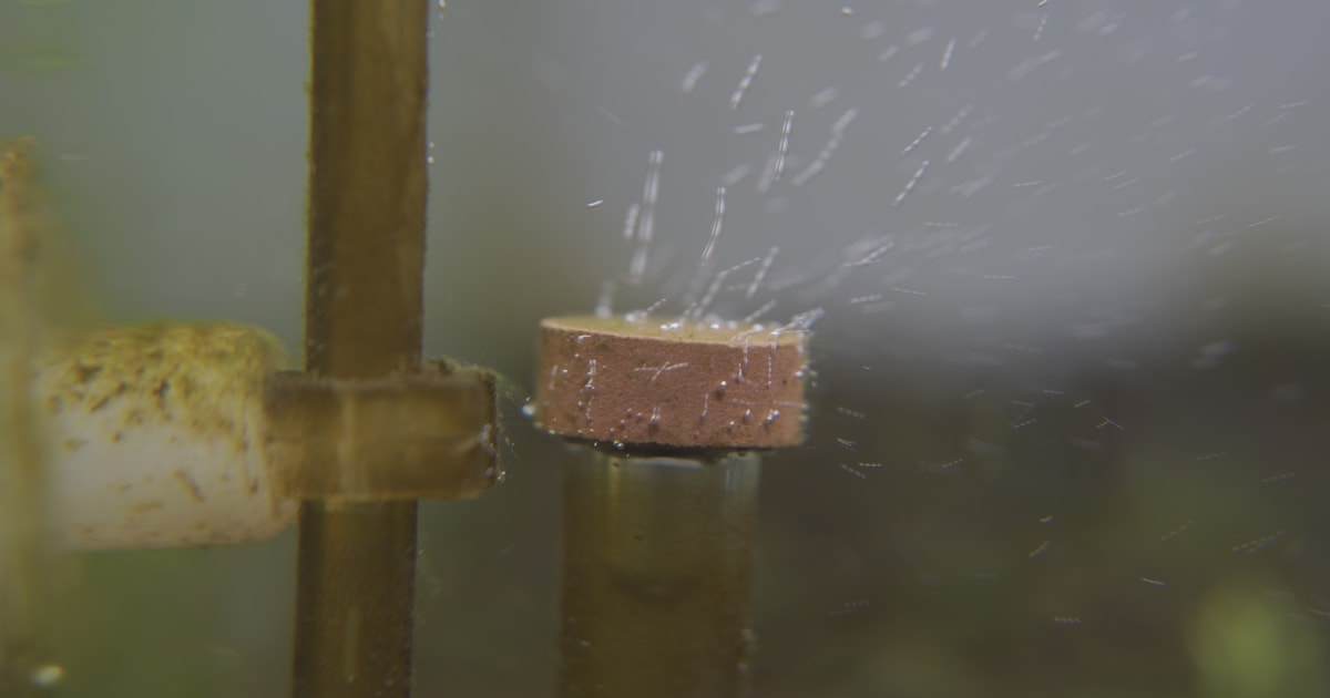 The Best CO2 Diffusers! by @Tropiscape