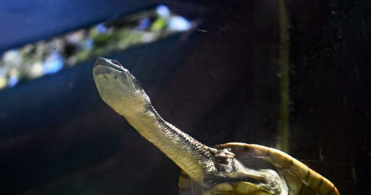 Roti Island snake necked turtle | 50 of the World's Ugliest Animals