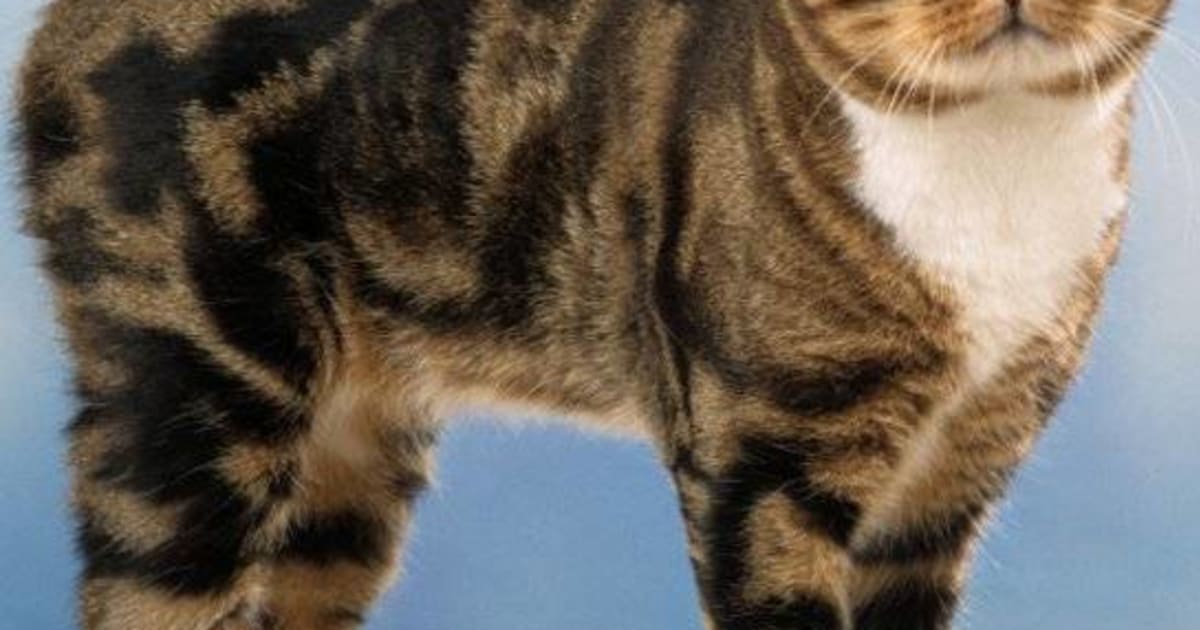 Manx | Most Popular Cat Breeds