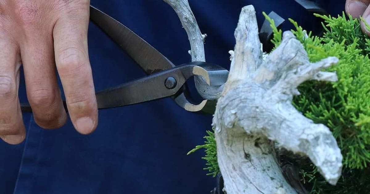 Best Bonsai Tree Cutting Tool Sets by @bloombuddy