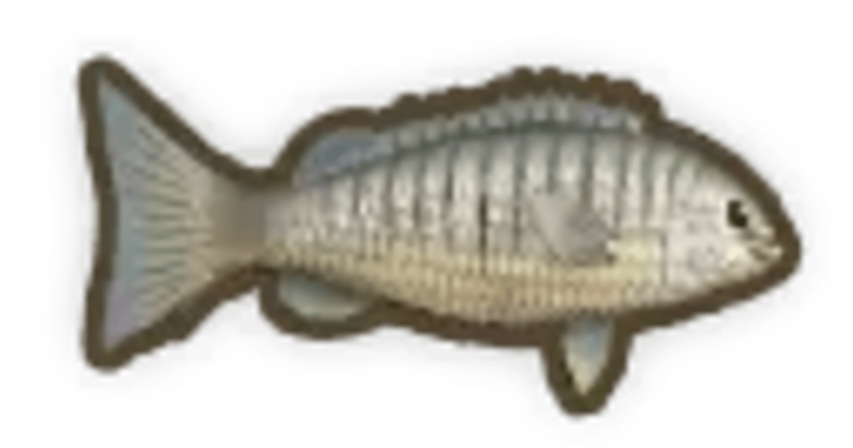 Luderick | Dinkum - Fish, Critter, and Bug List