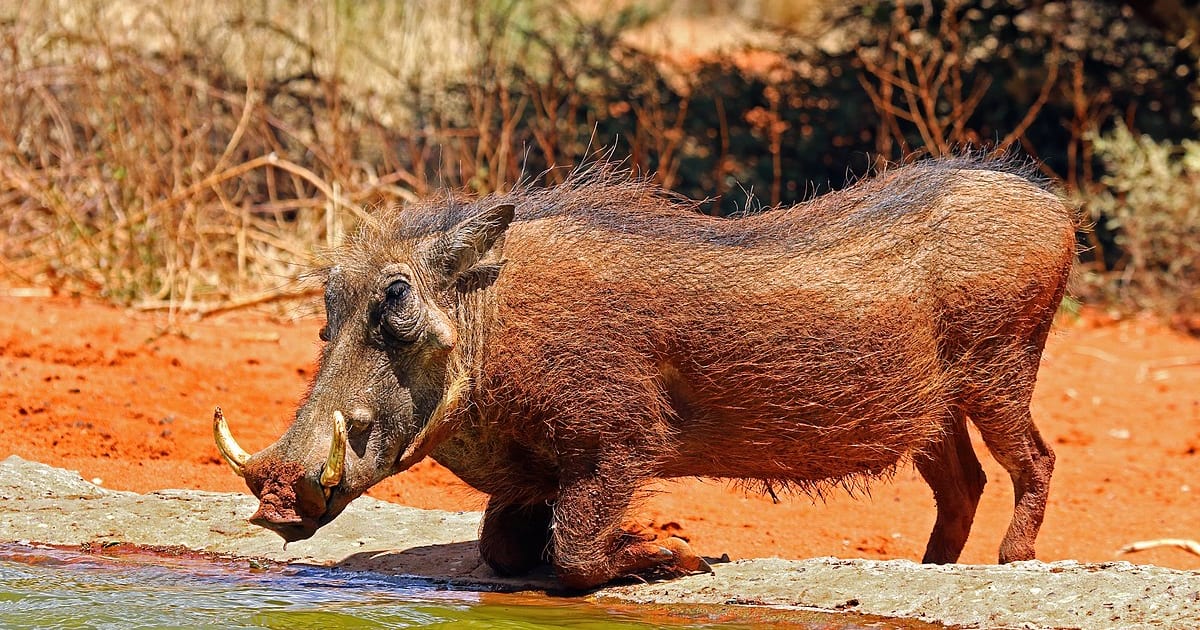 Warthog | 50 of the World's Ugliest Animals