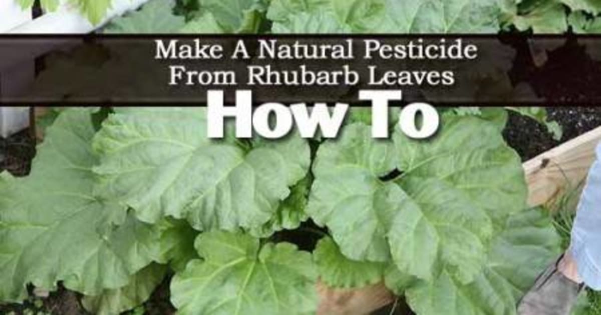 Rhubarb leaves | Things dogs shouldn't eat