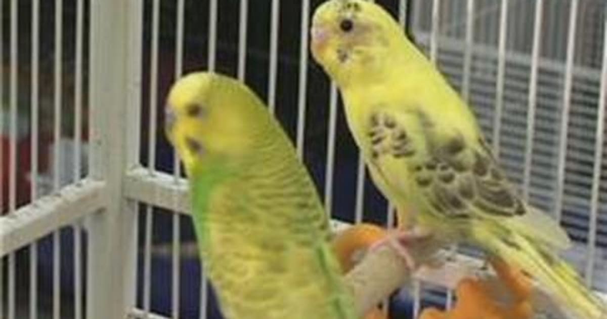 Cage | Stuff you need when you are getting a bird