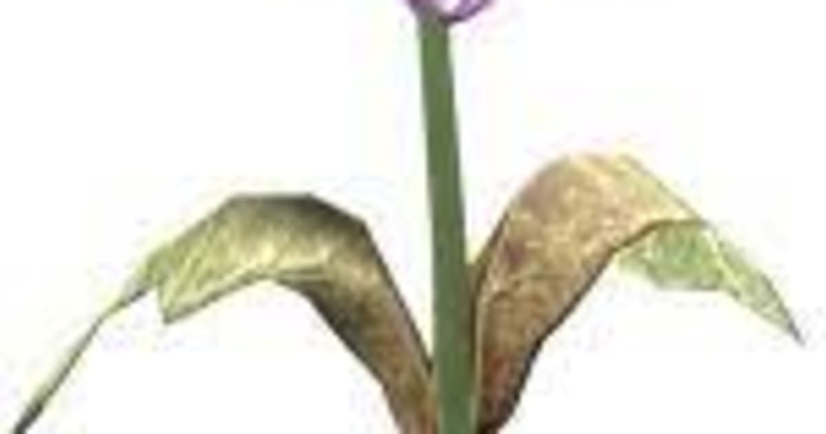 Purple Mountain Flower | Skyrim Alchemy Ingredients