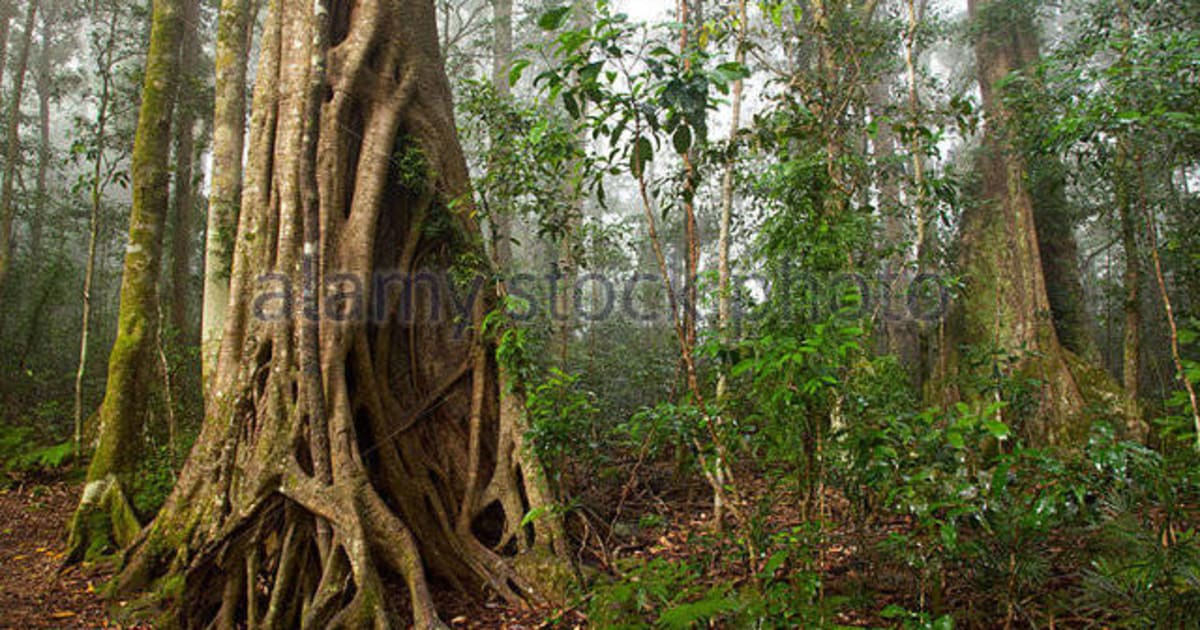 Binna Burra to Green Mountains (O’Reilly’s) | Best Hiking Trails in ...