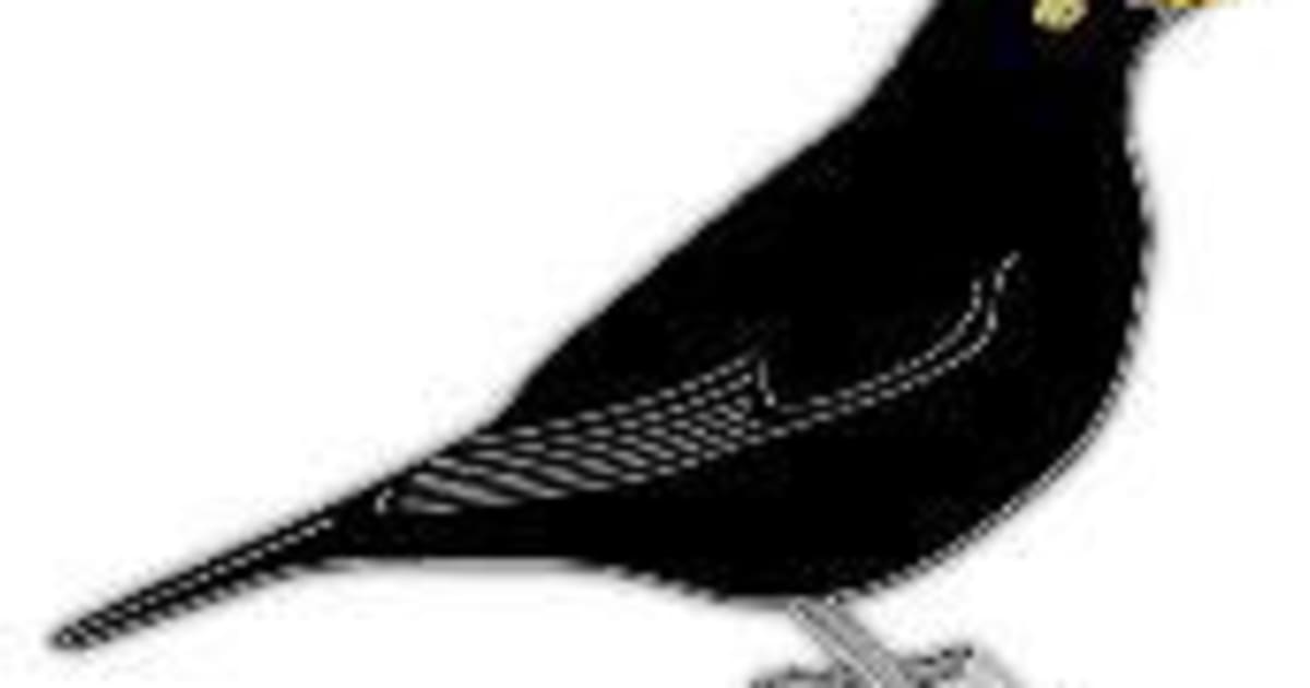 Blackbird 1 | RSPB Badges