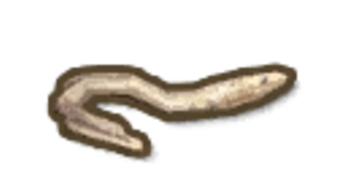 Short Finned Eel | Dinkum - Fish, Critter, and Bug List