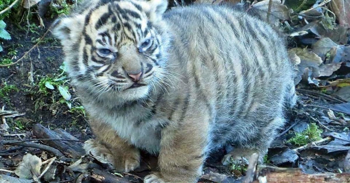 Amaranth | Stardew Valley - Cooking Ingredients - Copy