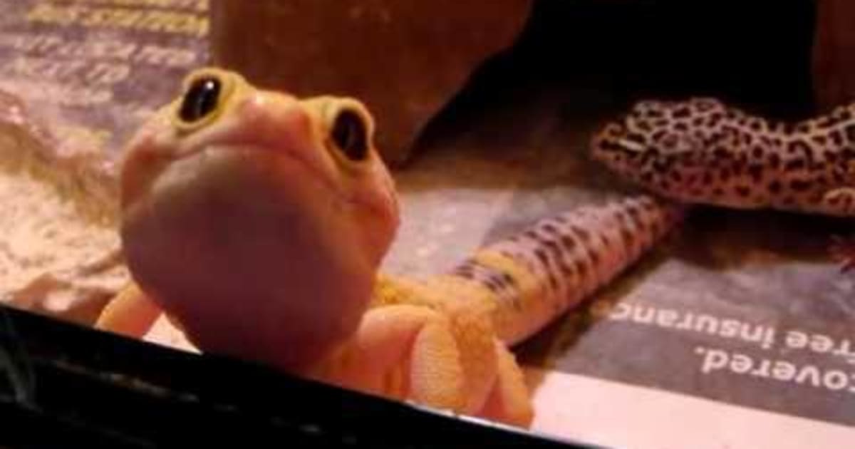 Gecko | Cheap Family Pets
