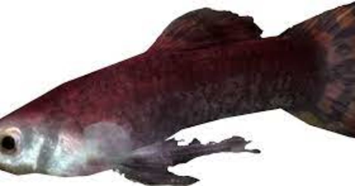 Cyrodilic Spadetail | Skyrim Alchemy Ingredients