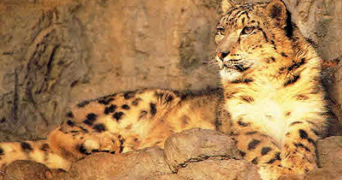 Hogle Zoo Snow Leopard | Postcards Collection