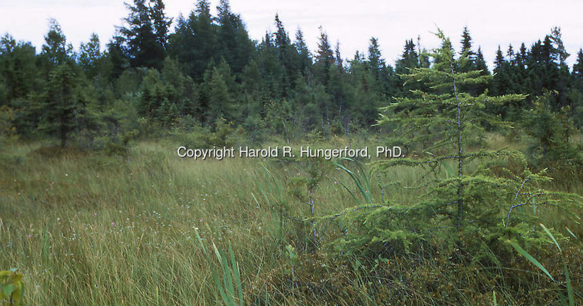 Bog-mat | Water-friendly Plants for your Garden