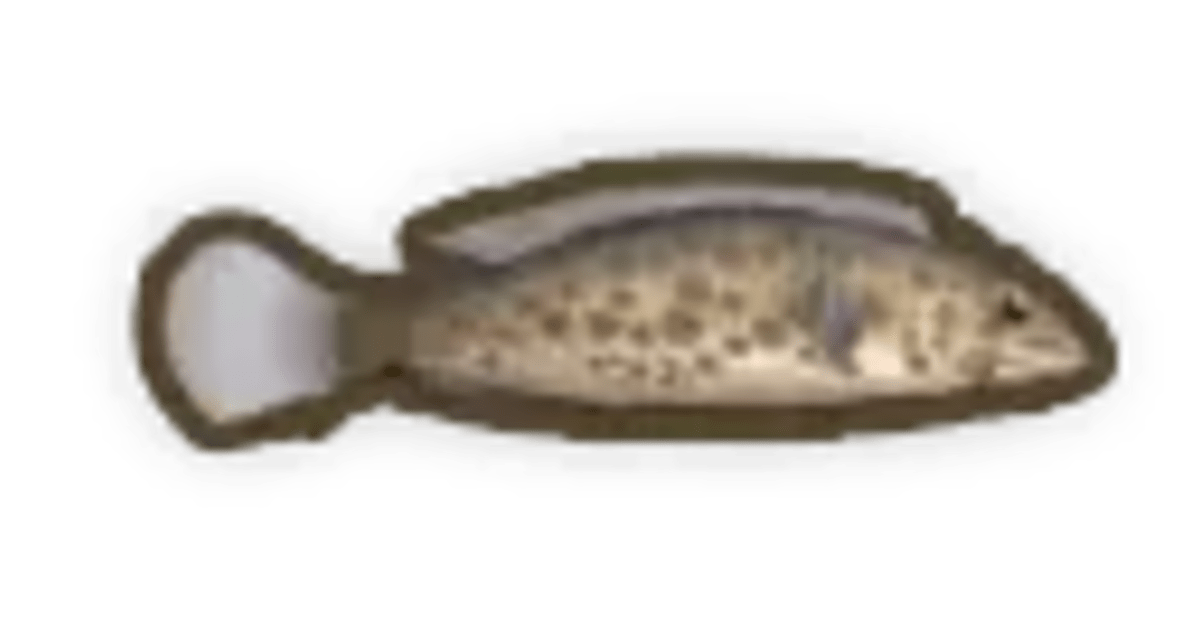 Blackfish | Dinkum - Fish, Critter, and Bug List