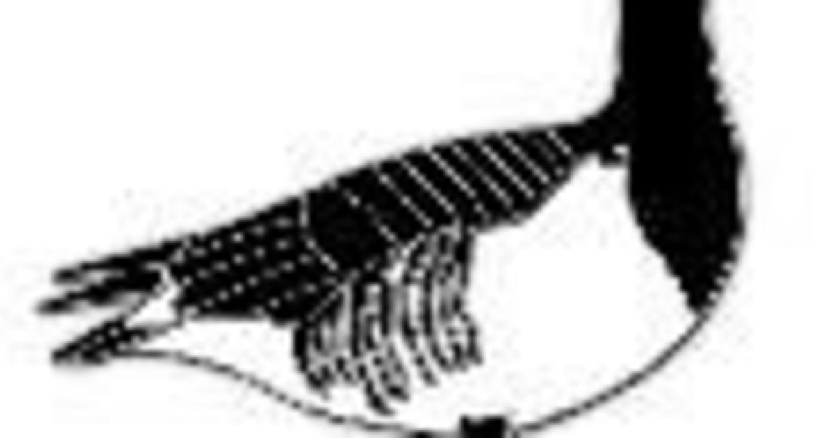 Barnacle Goose 1 | RSPB Badges