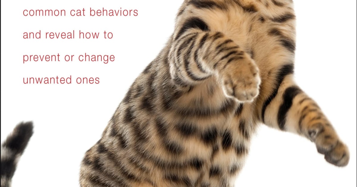 Decoding Your Cat: The Ultimate Experts Explain Common Cat Behaviors ...