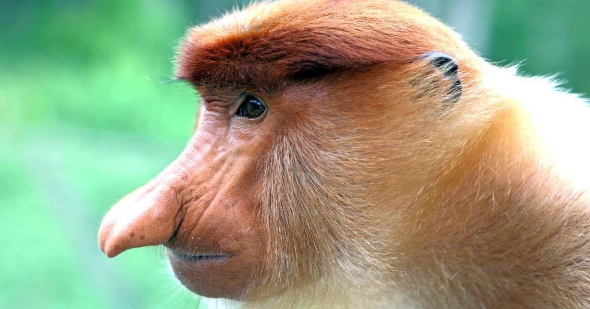 50 of the World's Ugliest Animals by @animalcentral