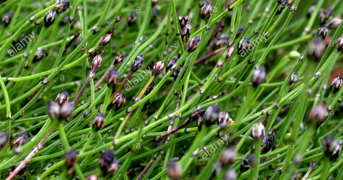 Dwarf Horsetail | Water-friendly Plants for your Garden