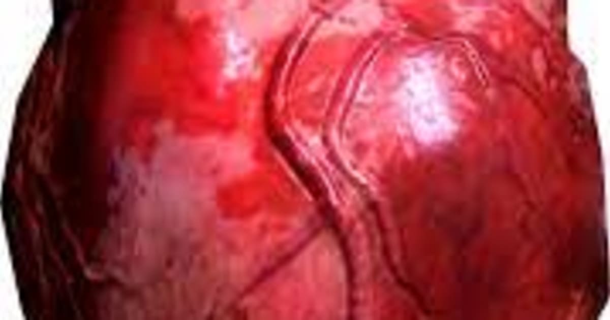 Human Heart | Skyrim Alchemy Ingredients