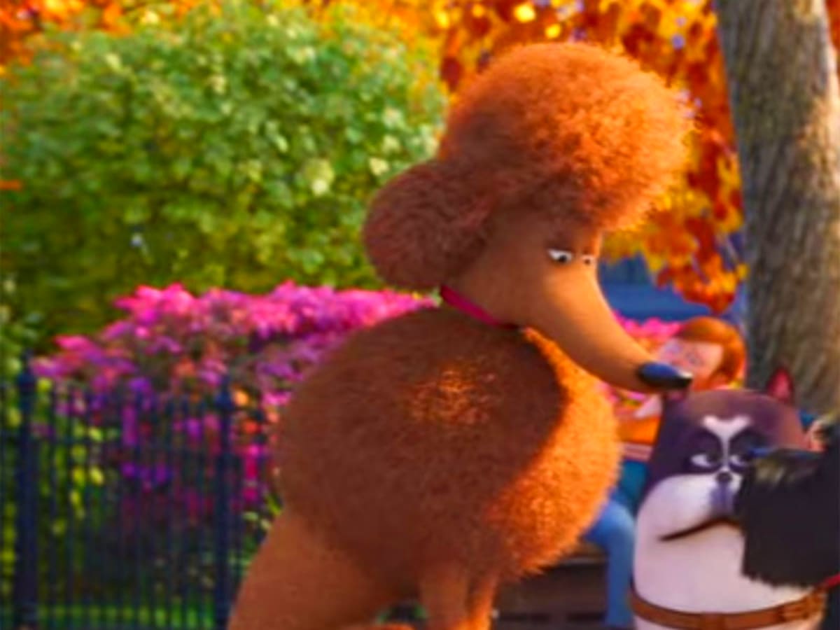 Park Poodle | The Complete List of Secret Life of Pets Characters