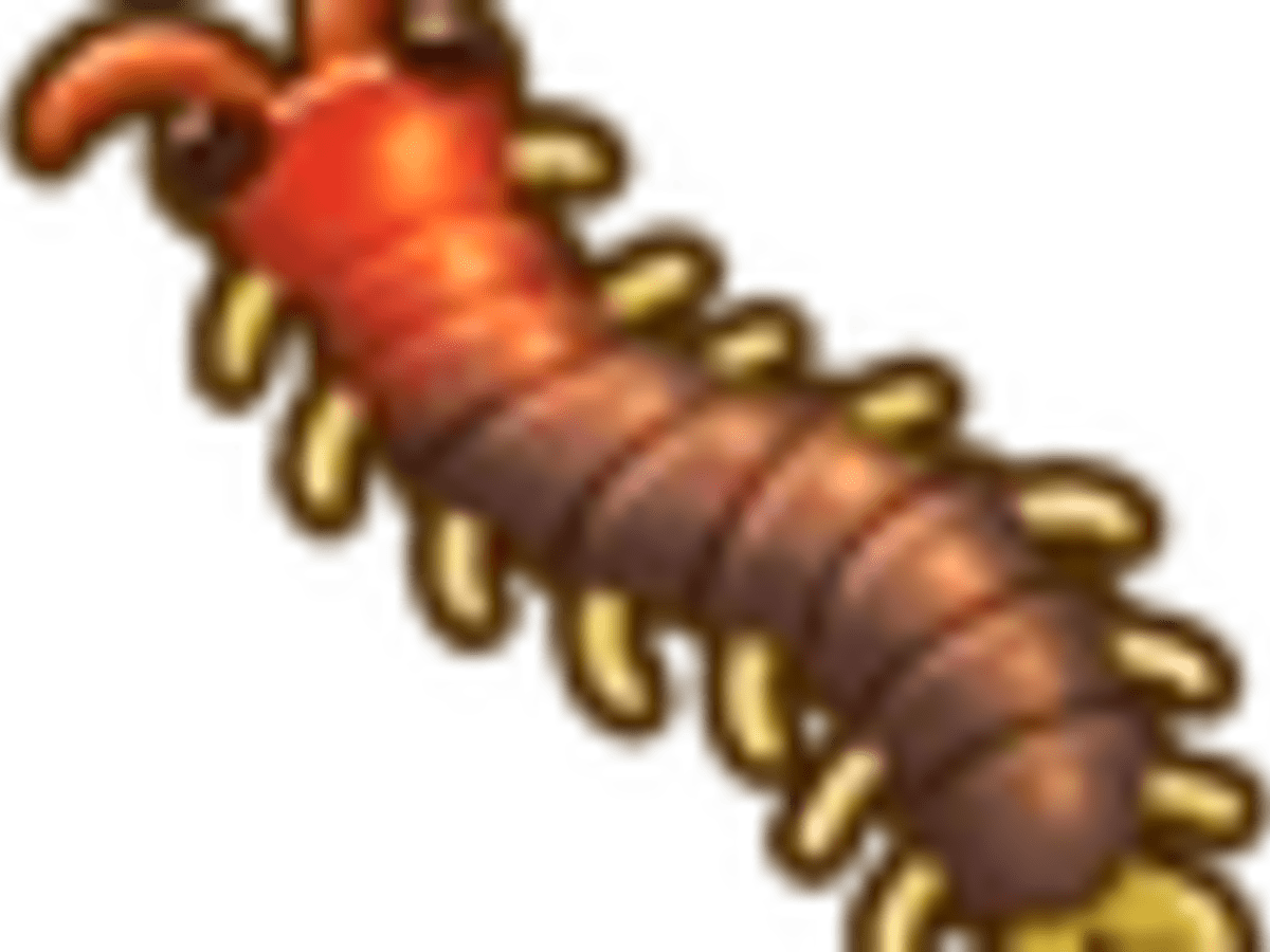 Centipede | Coral Island Insect Checklist