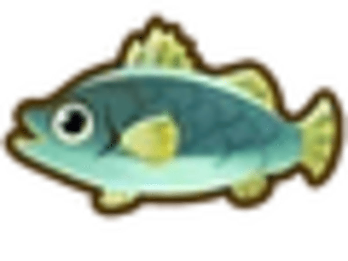 Barramundi | Coral Island Fish Checklist