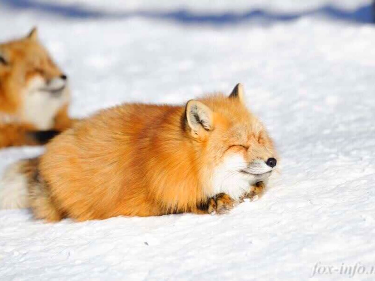 Zenith Sword Terraria Checklist by @canadianm