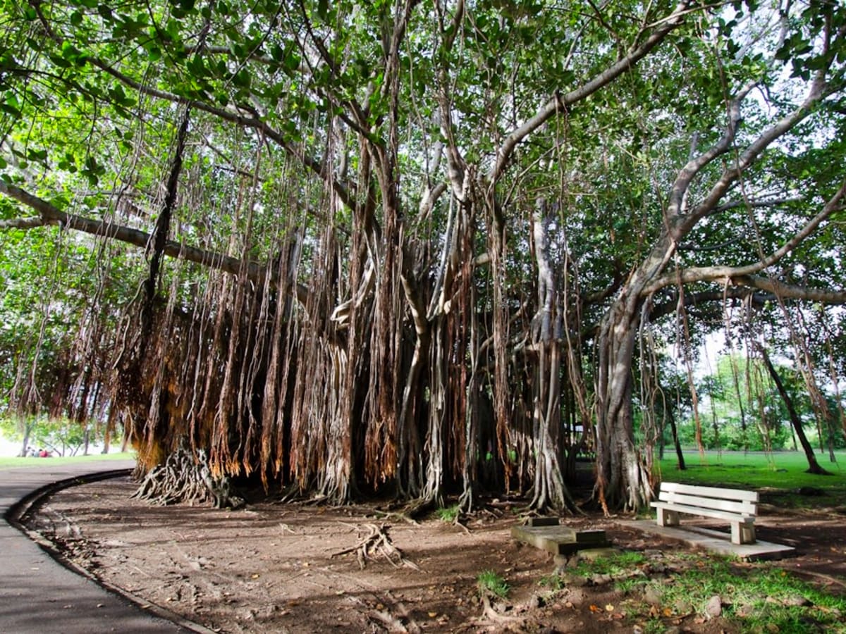 Check out the Banyan Trees | Things to do in Mauritius