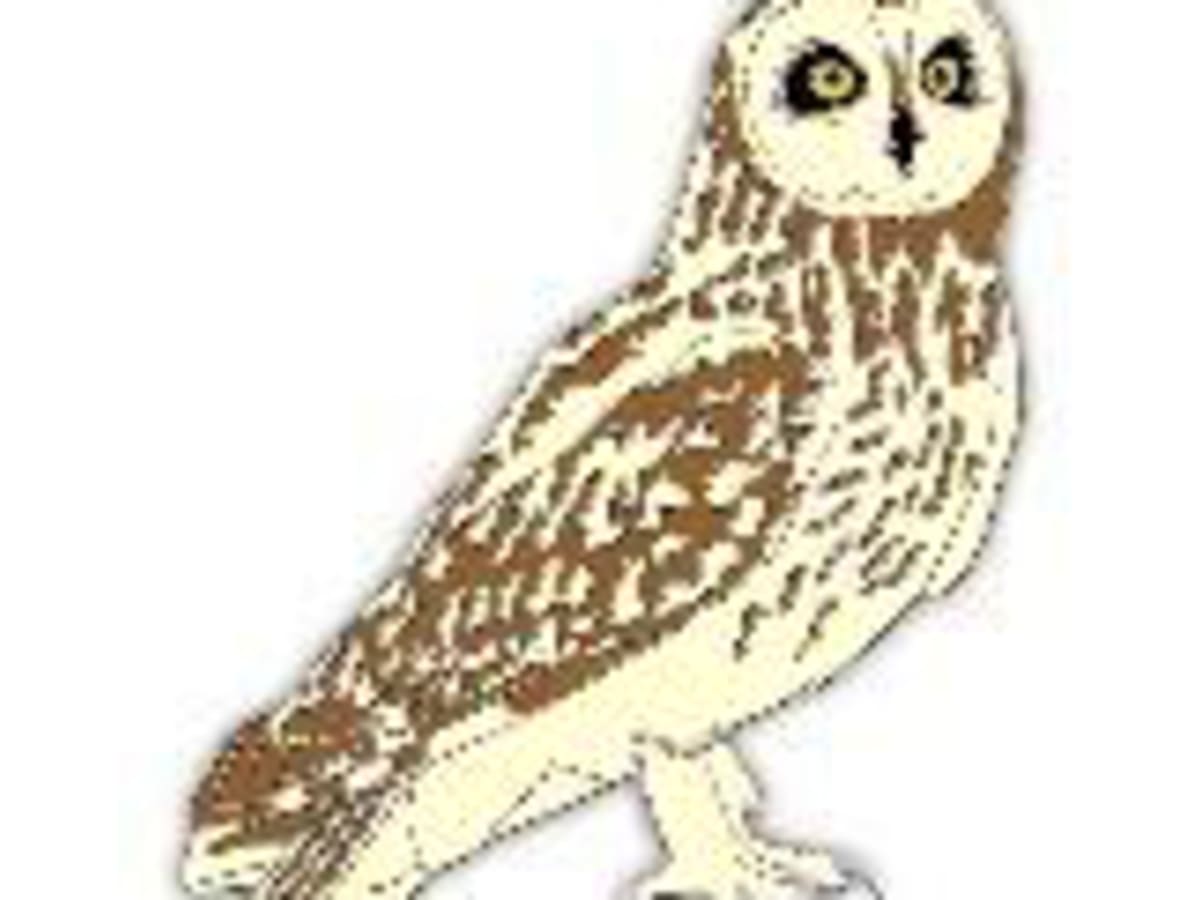Short-Eared Owl | RSPB Badges