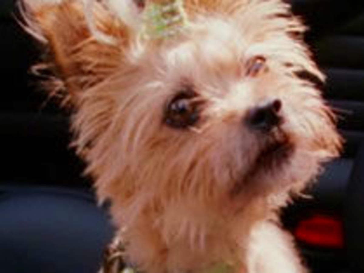 Nevins | The Complete List of Cat in the Hat Movie Characters