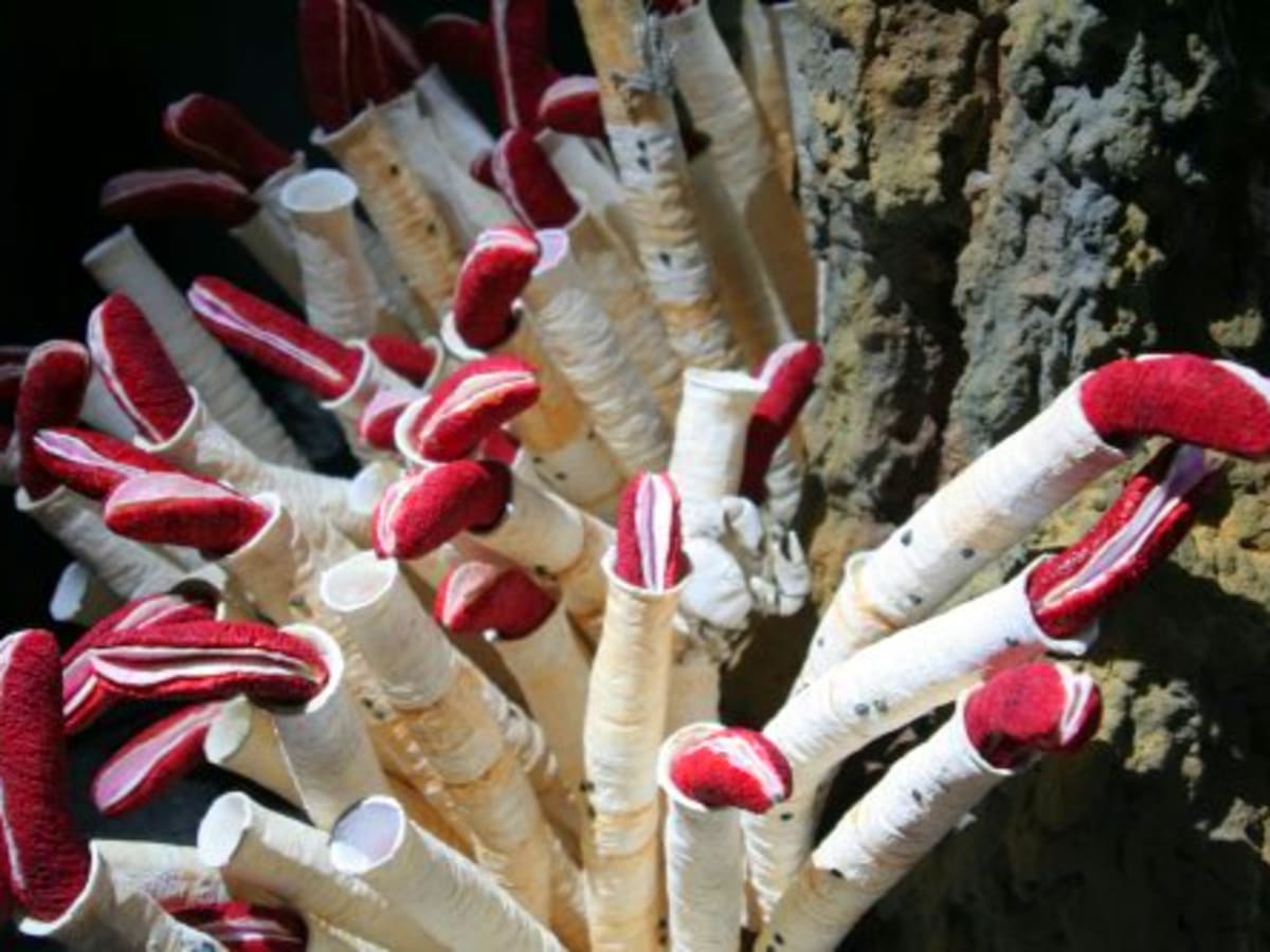 Giant tube worm | 50 of the World's Ugliest Animals