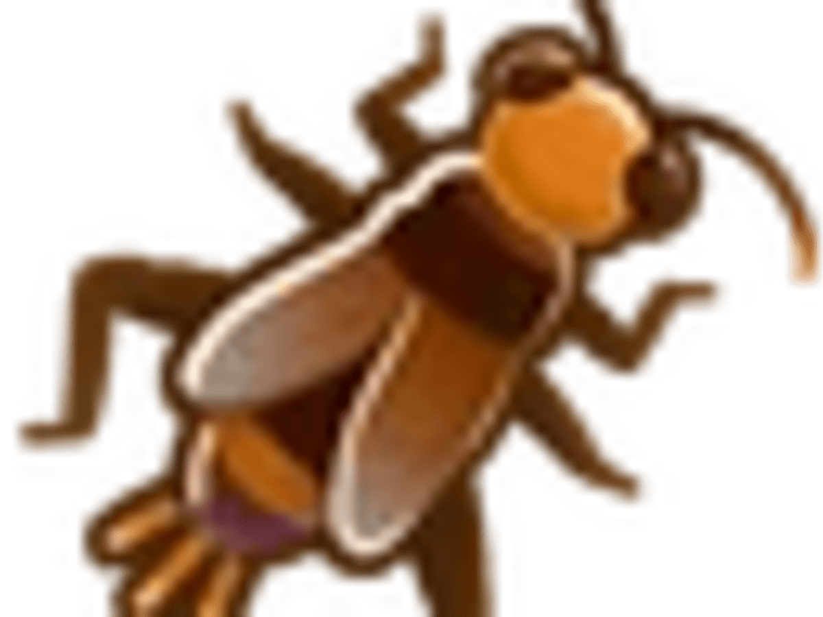 Cricket | Coral Island Catching Guide