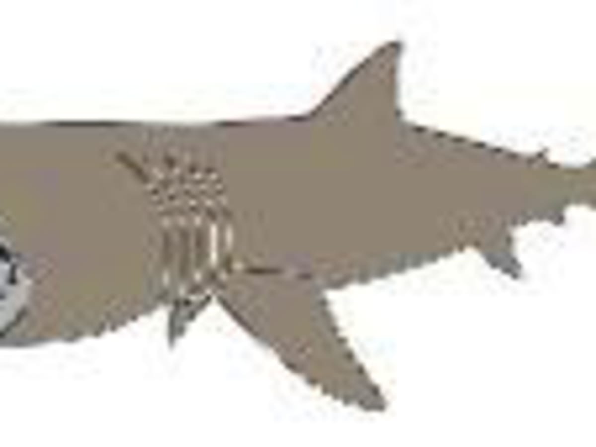Basking Shark | RSPB Badges