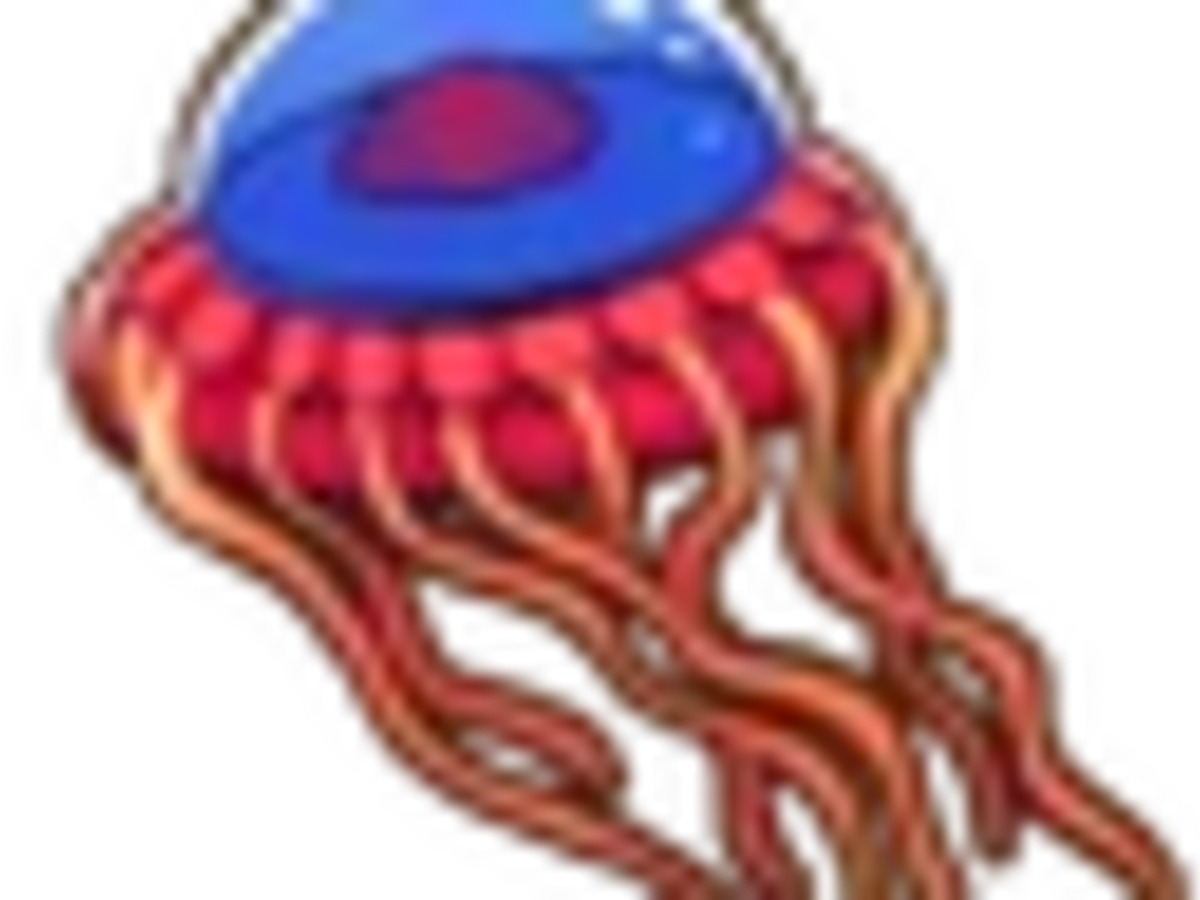 Atolla Jellyfish | Coral Island Diving Critters Guide