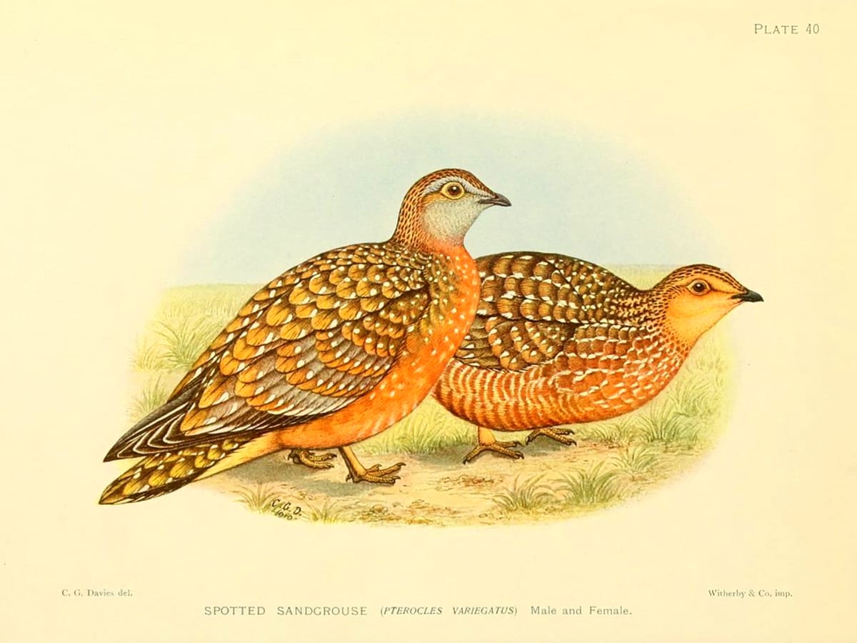 Pterocliformes | Every Type of Bird! (Bird Orders)