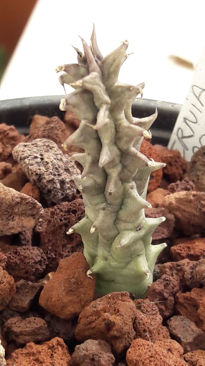 Huernia Macrocarpa Var. Ceresina | Stapelia Collection